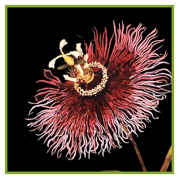 Mary Delany Brilliant Paper Mosaic Artist of Botanicals | Orenco ...