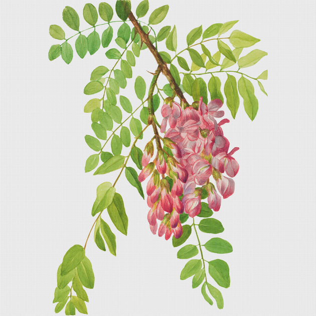 New Mexico Locust Flowers Inspired by Mary Vaux Walcott Counted Cross ...