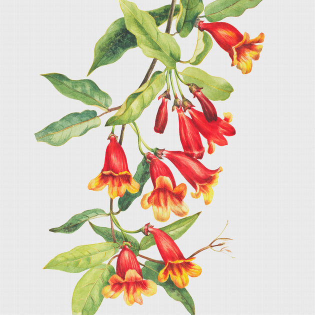 Crossvine Flowers Inspired by Mary Vaux Walcott Counted Cross Stitch P ...