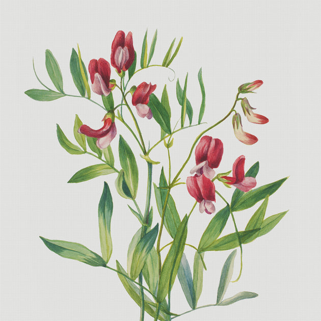 Wild Sweet Pea Flowers Inspired by Mary Vaux Walcott Counted Cross Sti ...