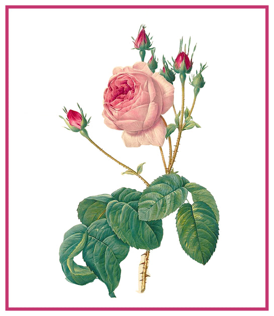 Centifolia Bullata Rose Flower Inspired by Pierre-Joseph Redoute Count ...